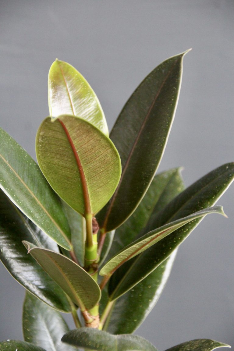 Ficus Elastica Small Form baby | Rastlinkovo.sk