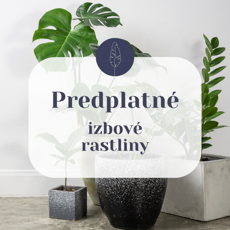 Predplatné - izbové rastliny | Rastlinkovo