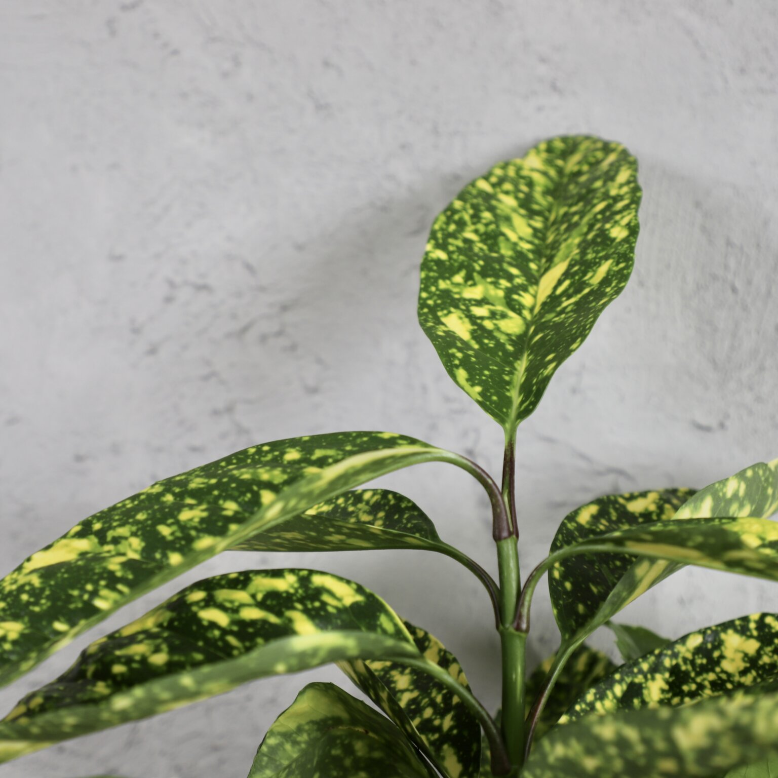 Aucuba Japonica Aukuba japonská baby | Rastlinkovo